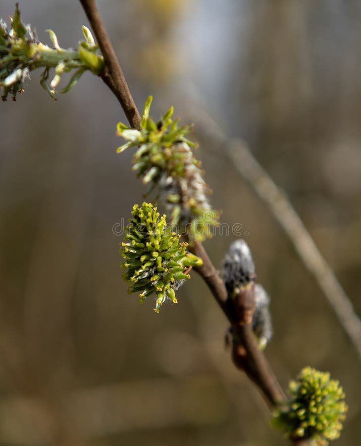 Spring Buds Kittens Bloom in Nature Park Stock Image - Image of park ...