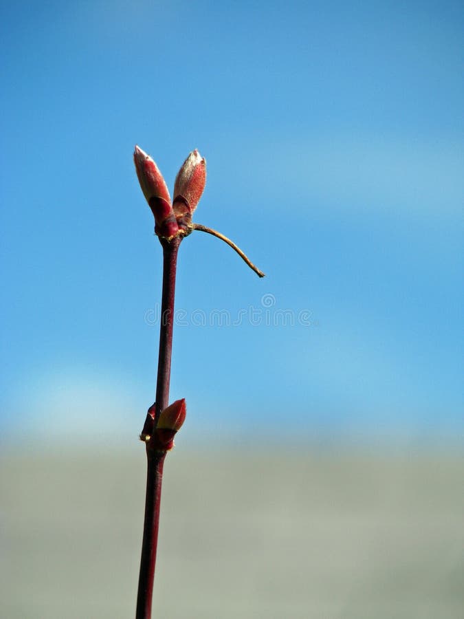 Spring Buds stock photo. Image of budding, skies, flora - 95038668