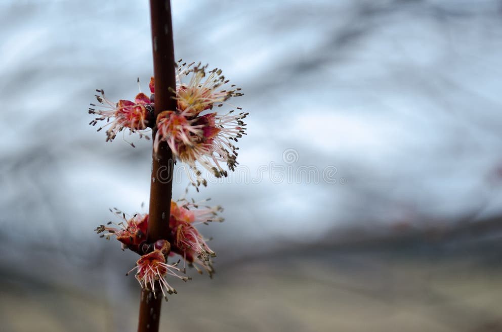 Spring buds stock photo. Image of spring, maple, buds - 97773680