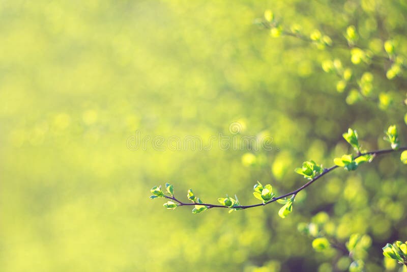 Spring Buds, Shallow Depth of Field Stock Photo - Image of green, hedge ...