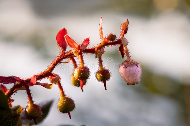 Spring buds pink flower stock photo. Image of state - 254103104