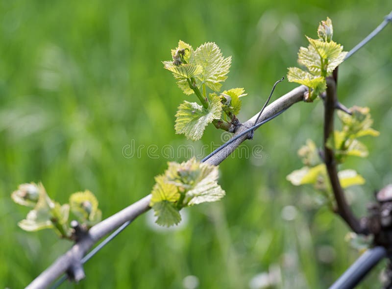 Spring Buds Sprouting on a Grape Vine Stock Photo - Image of growth ...