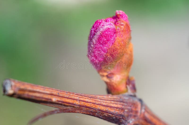 Spring buds stock image. Image of grape, botany, branch - 40177603