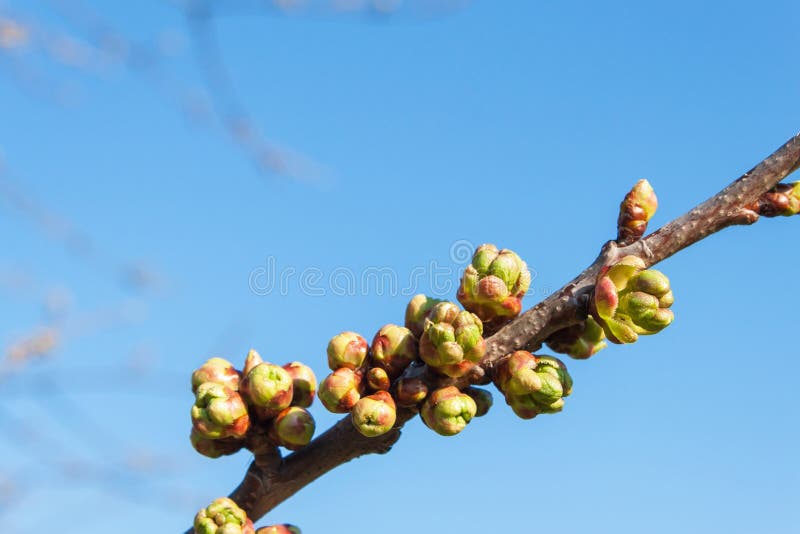 Spring Buds on the Tree. Blossoming Fruit Trees. Spring Time in the ...