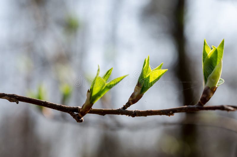 Spring buds stock image. Image of rural, outdoor, spring - 32413315