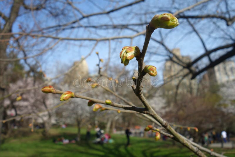 Spring Buds stock photo. Image of york, park, spring - 41306828