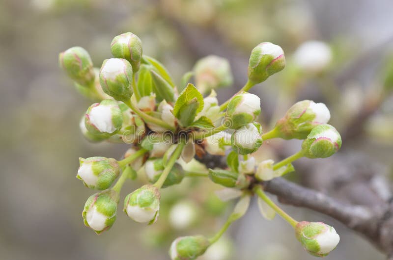 Spring buds on tree stock photo. Image of blossom, color - 196010070