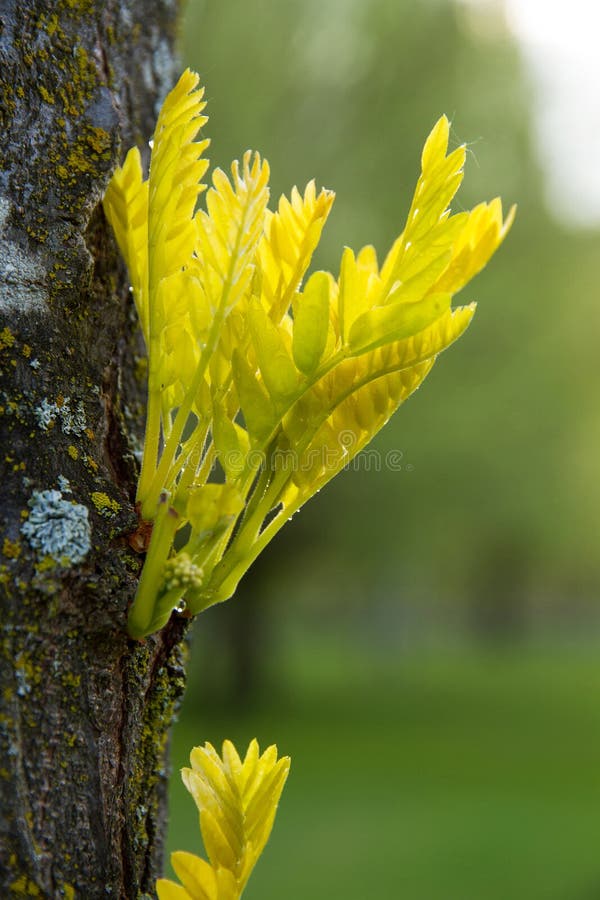 Spring Buds Around Tree Trunk Stock Image - Image of outdoors, green ...