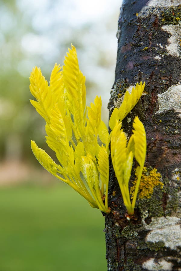 Spring Buds Around Tree Trunk Stock Image - Image of outdoors, green ...