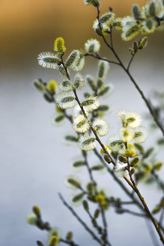 Spring Buds on Trees. Spring Buds on Trees Stock Photo - Image of fresh ...