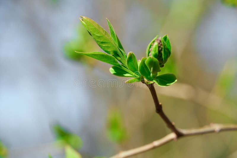 Spring Buds on Trees, Blooming and Young Leaves, Bright Spring ...