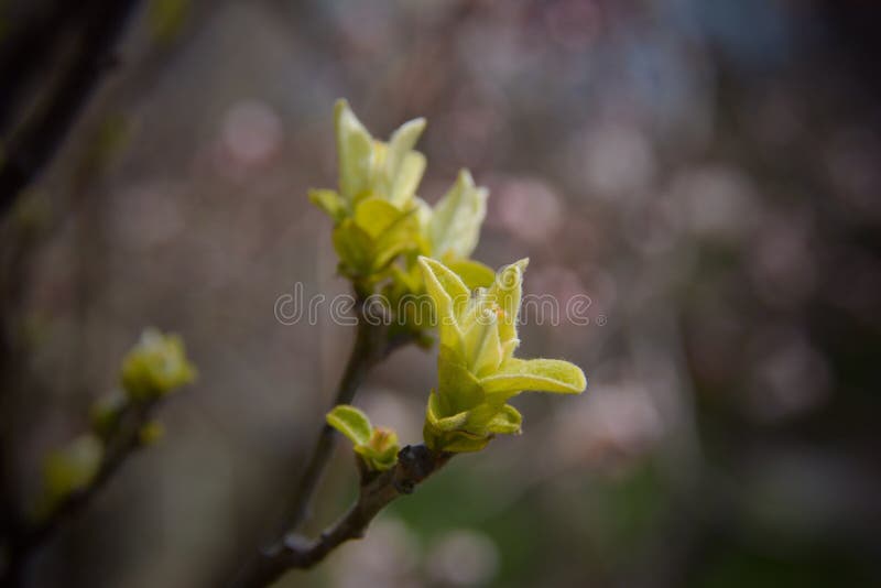 Spring, buds on trees stock photo. Image of buds, fruit - 51929036