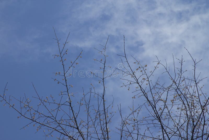 Spring Buds on Trees with Cold Wind and Puffy Blue Clouds. Copy Stock ...