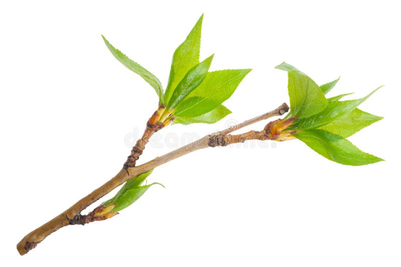 Spring buds stock image. Image of gardens, green, open - 59448327