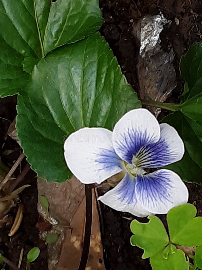 Spring buds stock image. Image of seasional, spring - 145019063