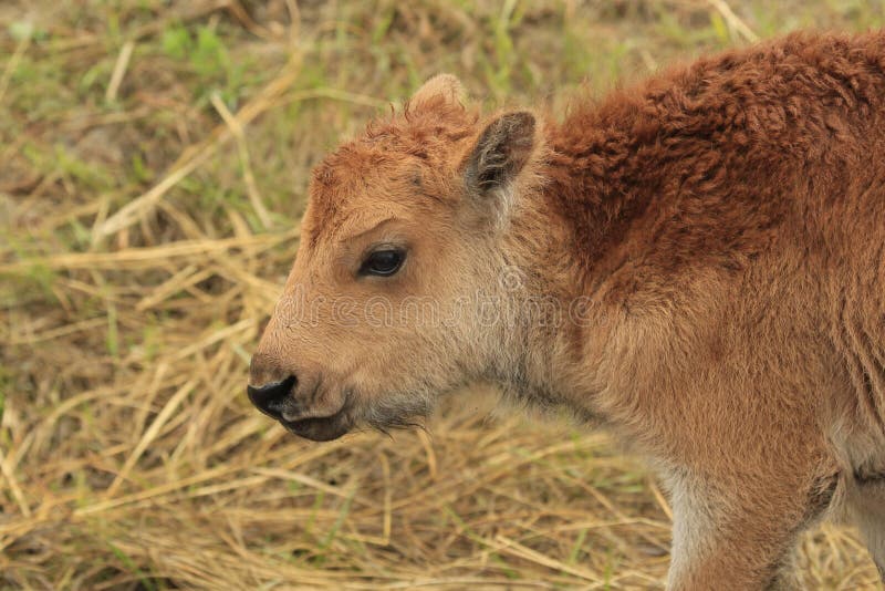 Spring Buffalo Calf stock image. Image of spring, grassland - 94413051