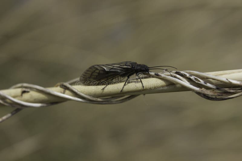 Spring Bugs Outside with No Colors Background Stock Photo - Image of ...