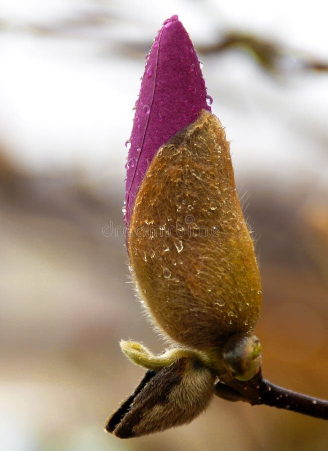 Spring Bulb stock image. Image of brown, micro, springtime - 10418183