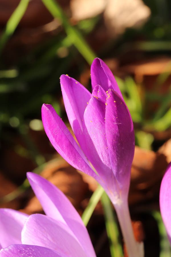 Crocus Bulb Flowering Spring Images of Bright Flowers Stock Image ...