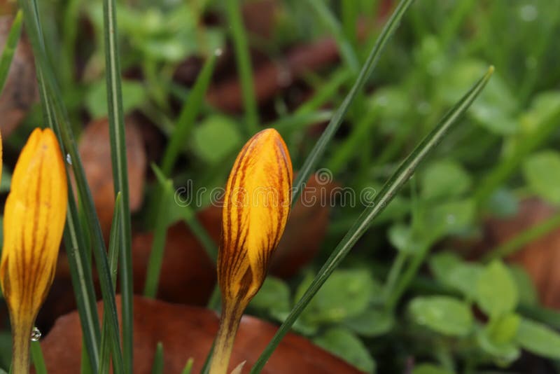 Crocus Bulb Flowering Spring Images of Bright Flowers Stock Photo ...