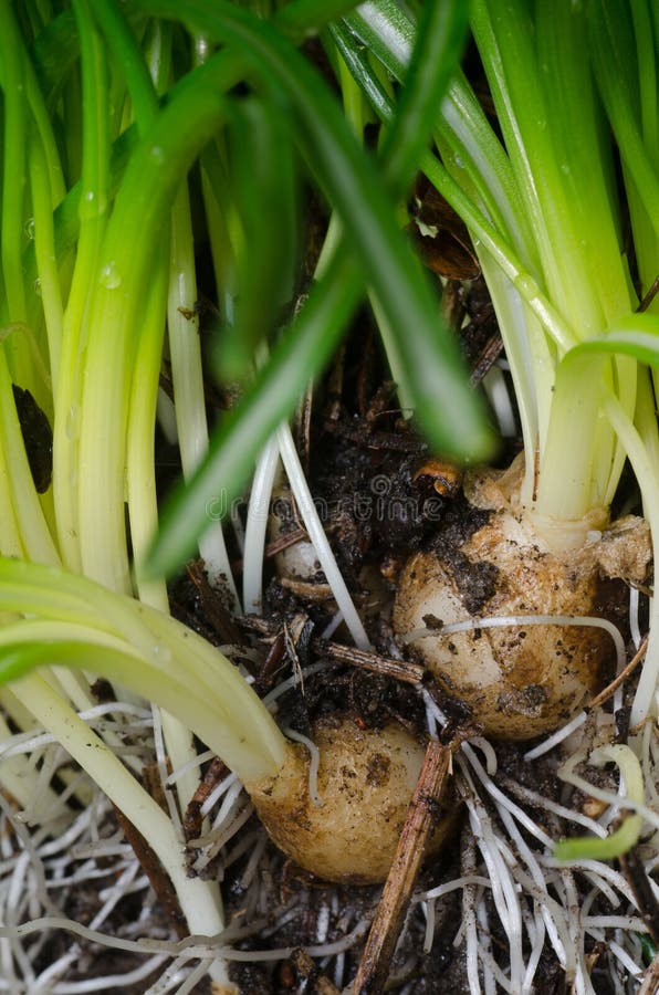 Spring bulb of flowers stock photo. Image of hiacinth - 50880344