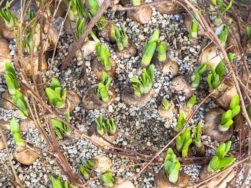 Spring Bulb Growth Emerging through Pebbles with Green Shoots Stock ...