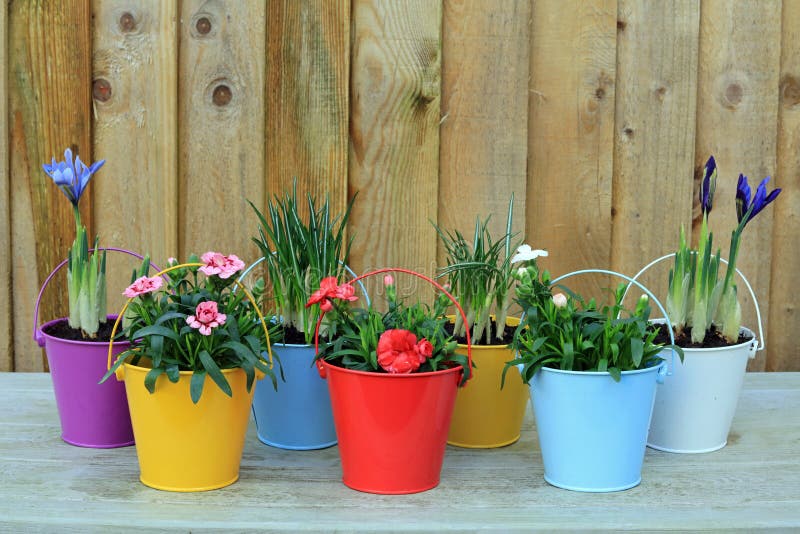 Spring Bulbs Growing in Colourful Pots Stock Photo - Image of easter ...