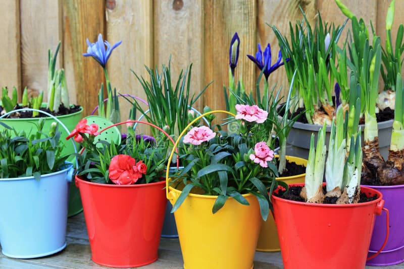 Spring Bulbs Growing in Colourful Pots Stock Image - Image of yellow ...