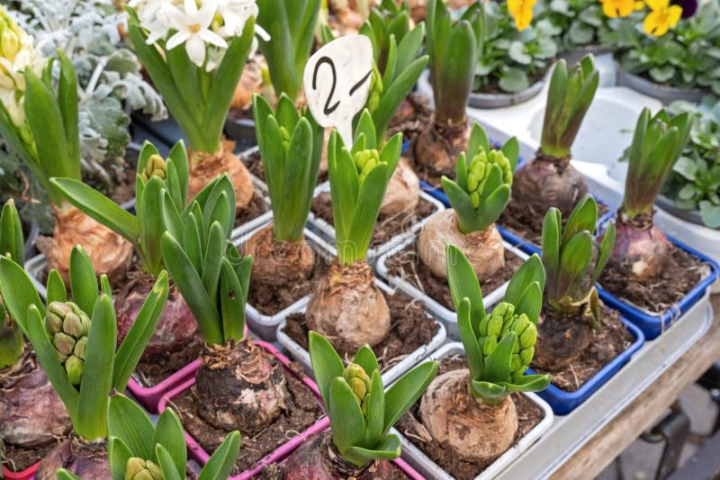 Spring Bulbs of Hyacinthus Orientalis with Price on Display at a Garden ...
