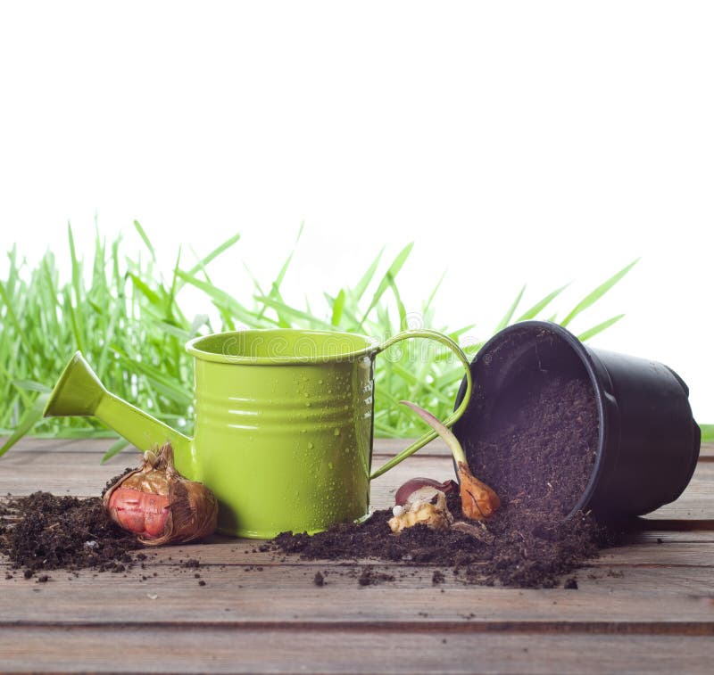 Spring bulbs stock image. Image of rake, tera, green, isolated - 2033323