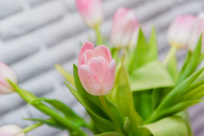 A spring bunch of tulips stock photo. Image of gardening - 144533510