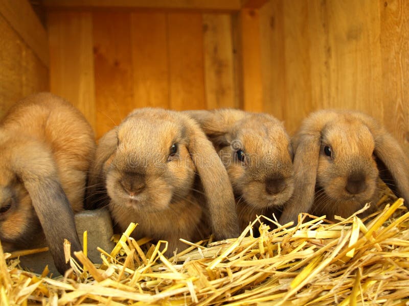 Spring Bunnies with Eggs stock photo. Image of chocolate - 2134324