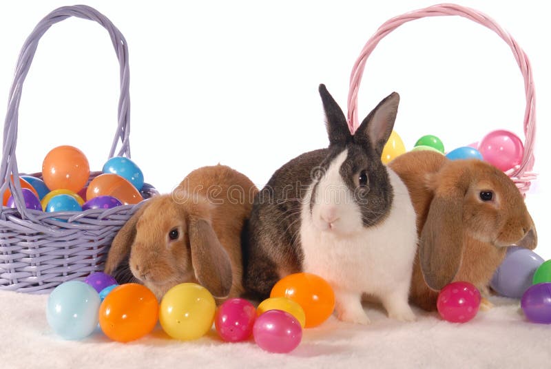 Spring Bunnies with Eggs stock photo. Image of chocolate - 2134324