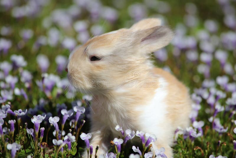 Spring Bunny stock photo. Image of white, nature, black - 138790046