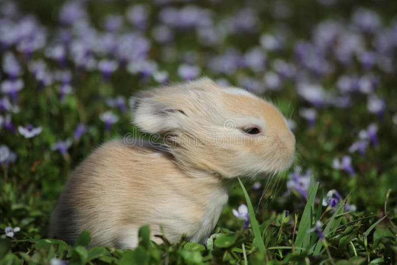 Spring Bunny stock photo. Image of easter, furry, tiny - 138790148
