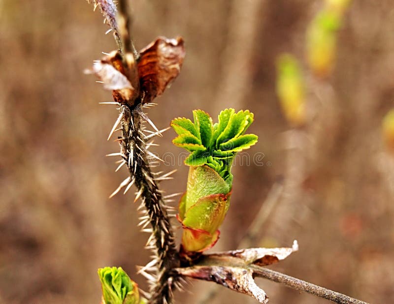 Spring sprout stock image. Image of green, details, spring - 53015103