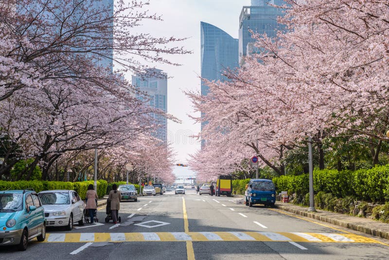 Spring in Busan South Korea Editorial Photography - Image of city ...