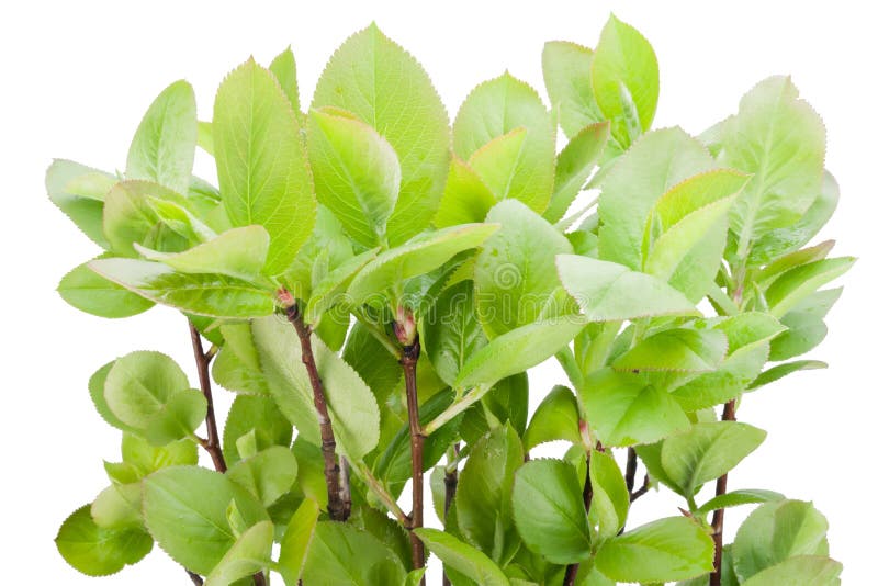 Spring bush of a stock photo. Image of texture, spring - 19372324