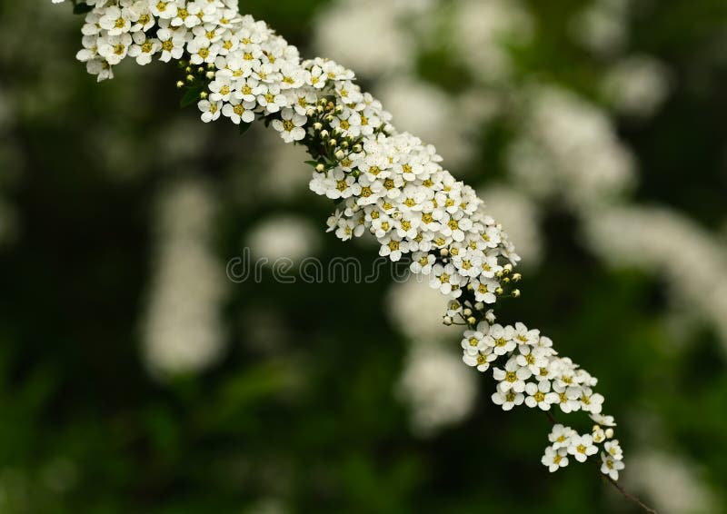 Spring bush branch stock photo. Image of flora, bloom - 220091956