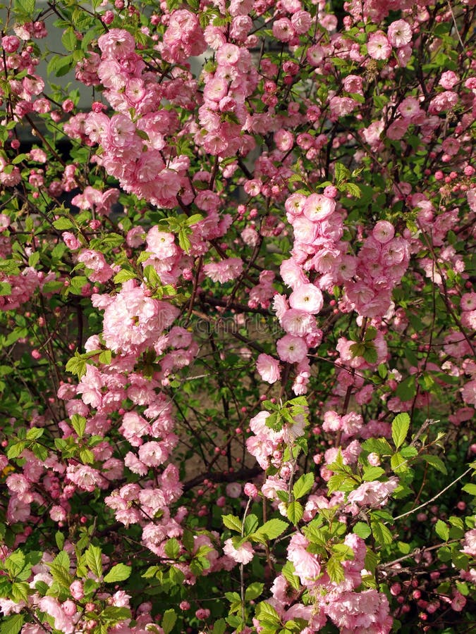 Spring bush with flowers stock image. Image of pink, bushs - 52365503