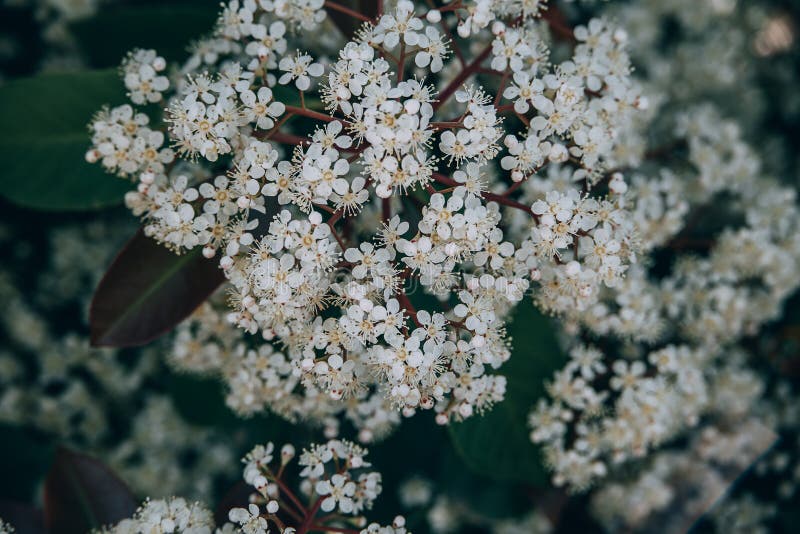 Spring Bush with Small White Flowers on a Sunny Day in Close-up Stock ...