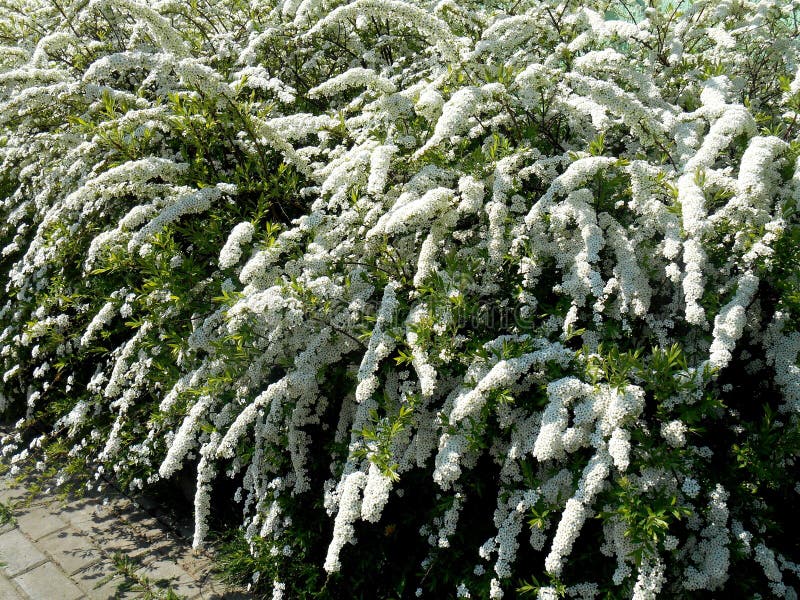 Spring bush white flowers stock photo. Image of gentle - 87770024