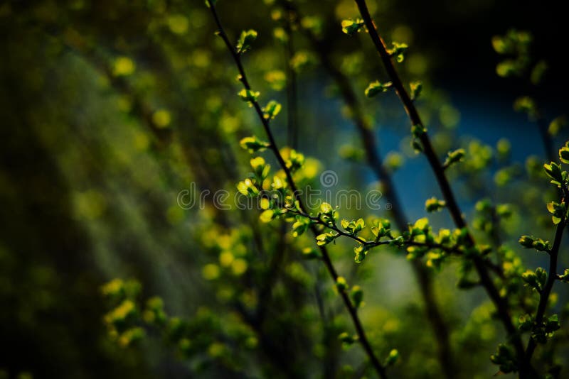 Spring Bush with Young Delicate Fresh Leaves in the Warm Sun Stock ...