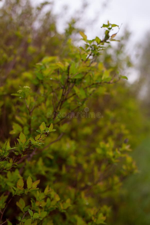 Spring Bush with Young Spring Leaves Stock Photo - Image of floral ...