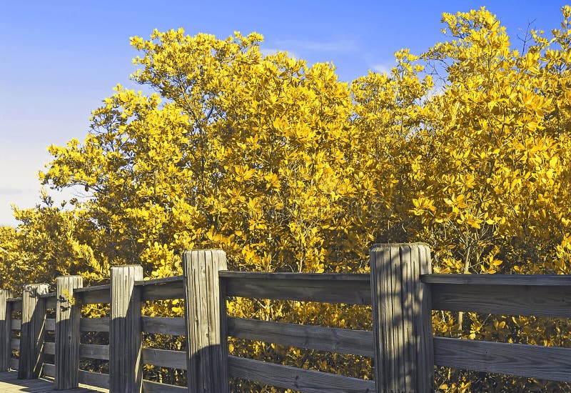 Spring Bushes stock image. Image of blue, leaves, nature - 8554581