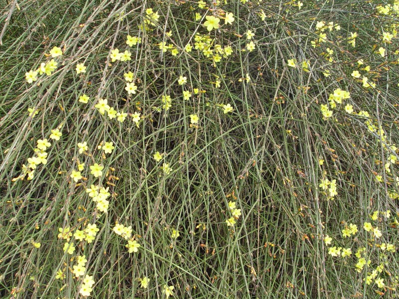 Spring bushes stock photo. Image of water, floral, closeup - 87617458