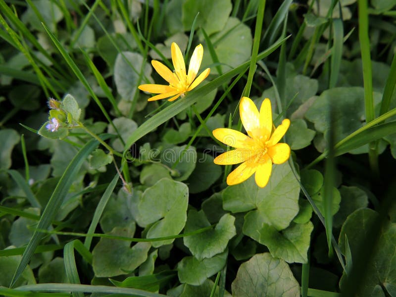 Spring Buttercup, Ficaria Verna Stock Image - Image of ranunculus ...