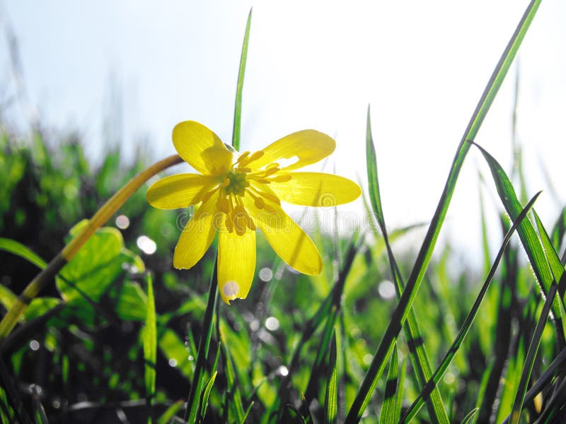 Spring buttercup flower stock photo. Image of color, earth - 4847936