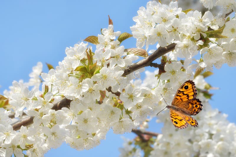 Spring with butterfly stock photo. Image of butterfly - 137296502