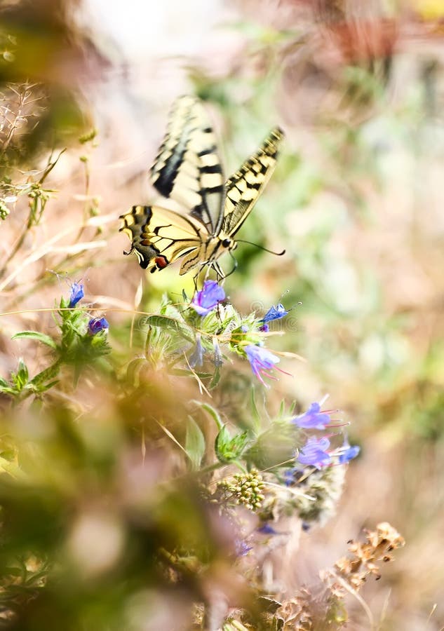 Spring butterfly - monarch stock image. Image of beautiful - 23890089